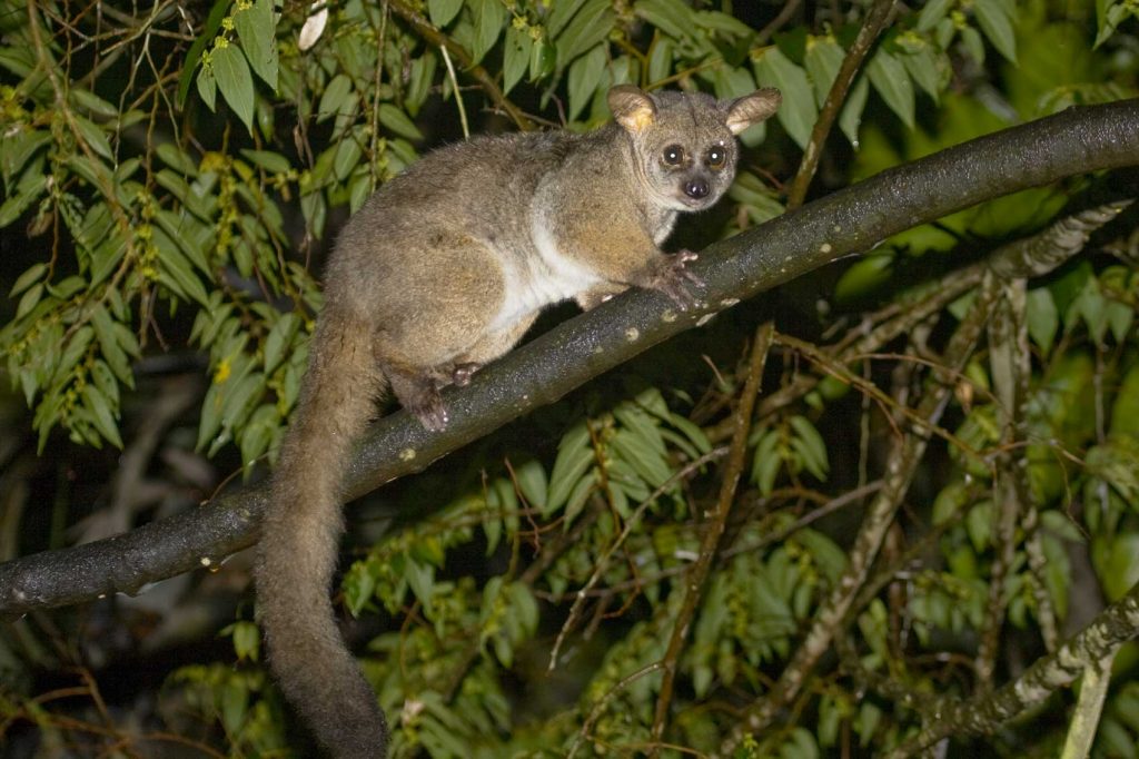 Land Animals Of Zanzibar - zanzibar.eco