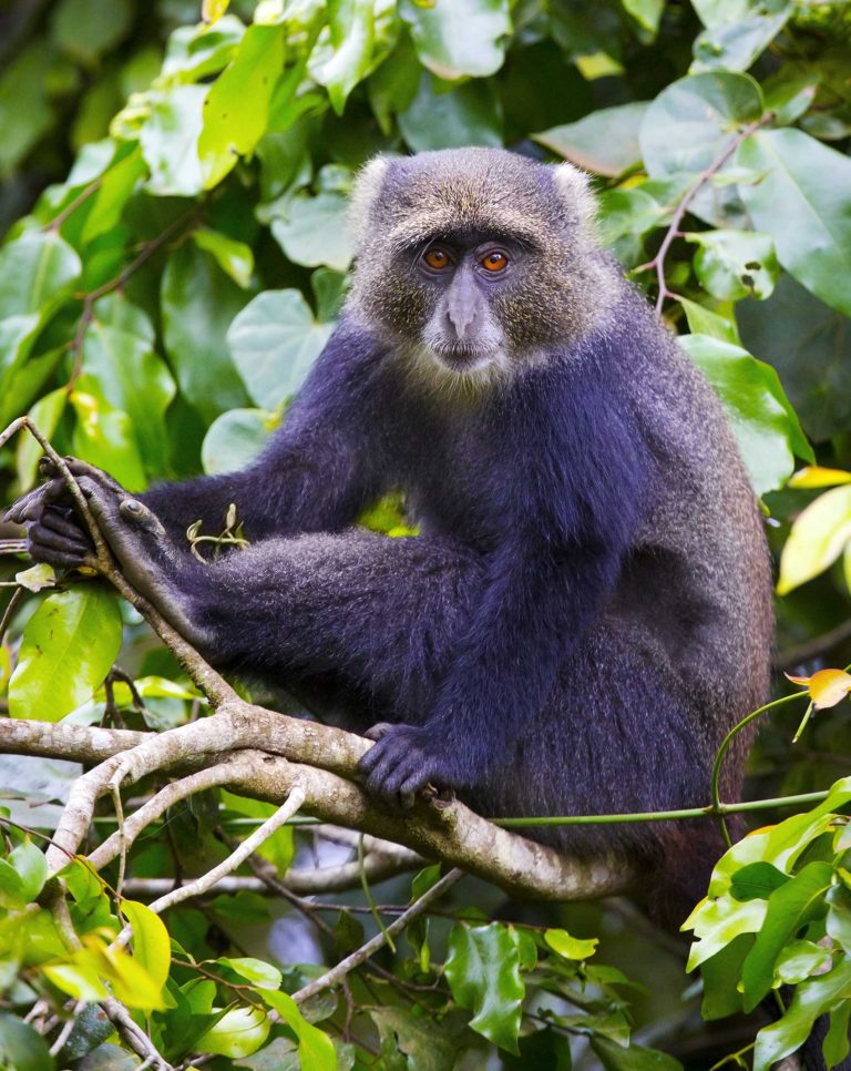 Land Animals Of Zanzibar - zanzibar.eco