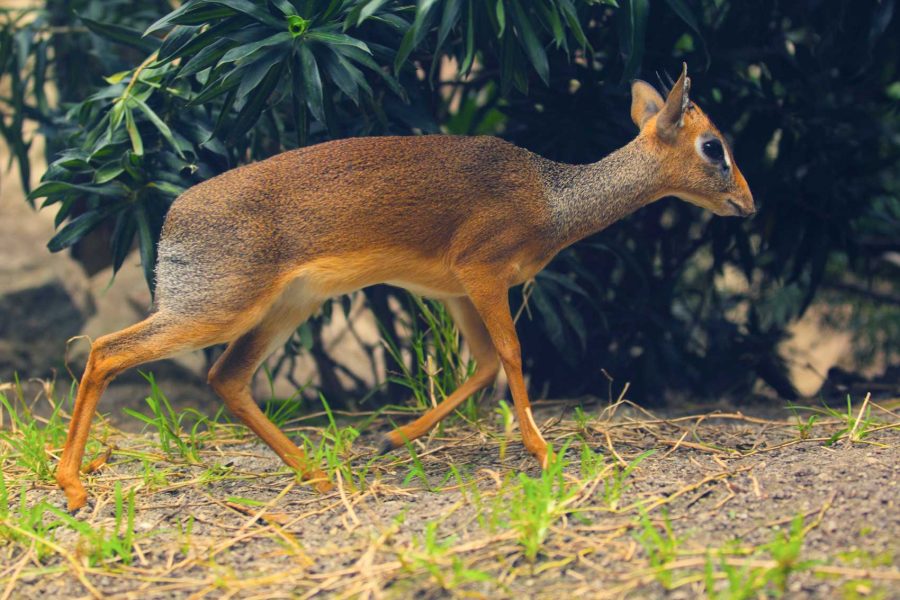 Land Animals Of Zanzibar - zanzibar.eco