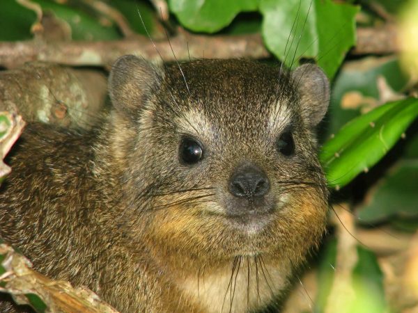 Land Animals Of Zanzibar - zanzibar.eco
