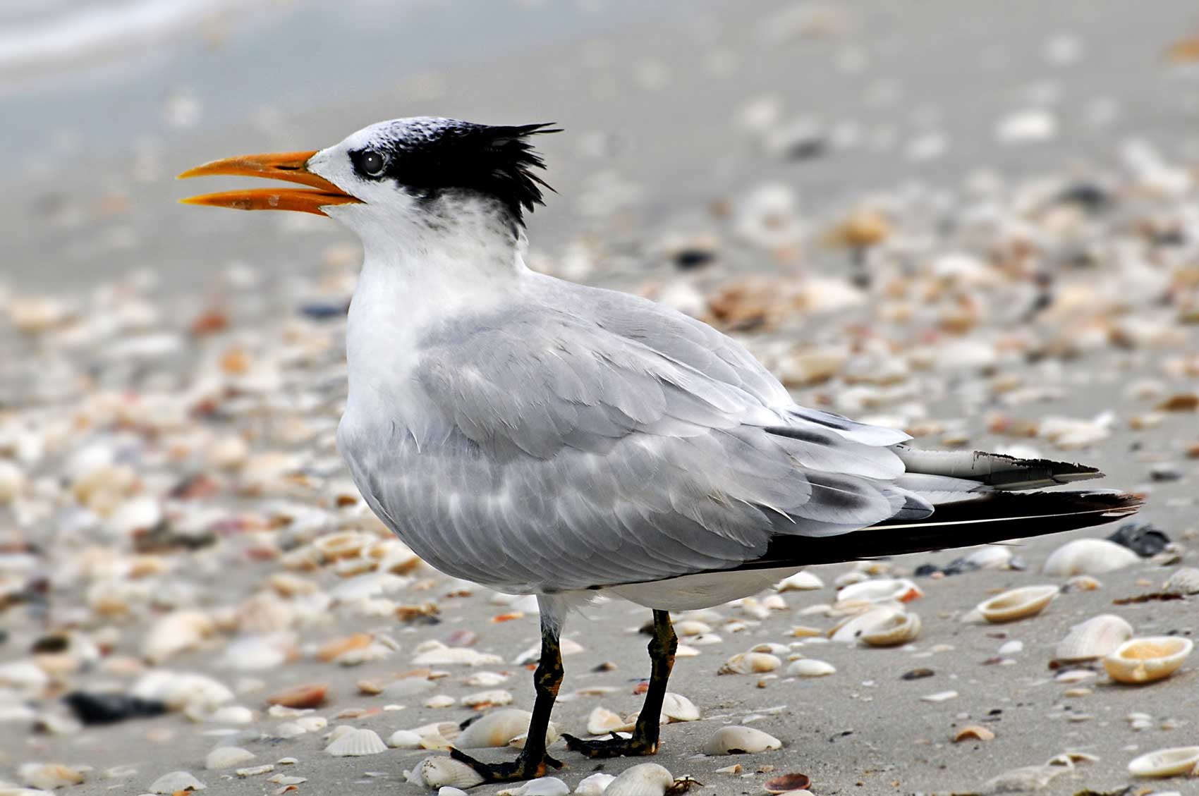 Birds Of Zanzibar - zanzibar.eco