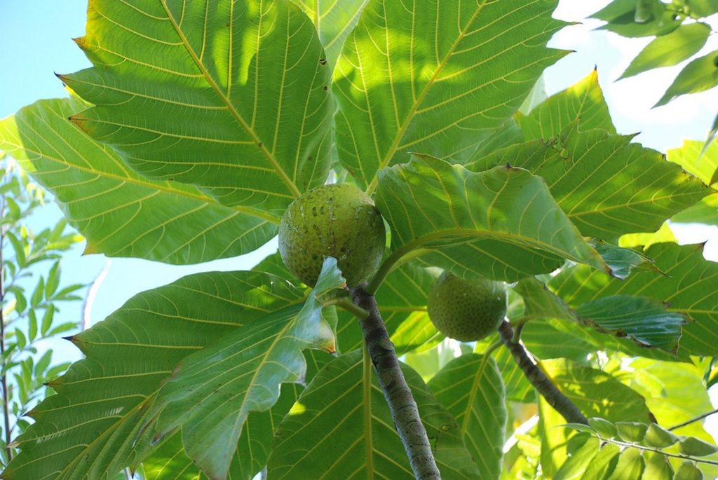 Flora Of Zanzibar - zanzibar.eco