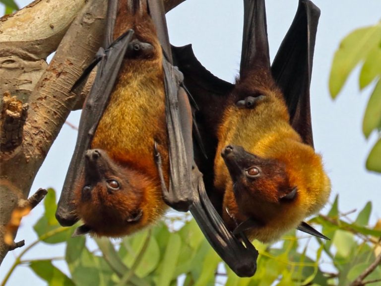 Land Animals Of Zanzibar - zanzibar.eco